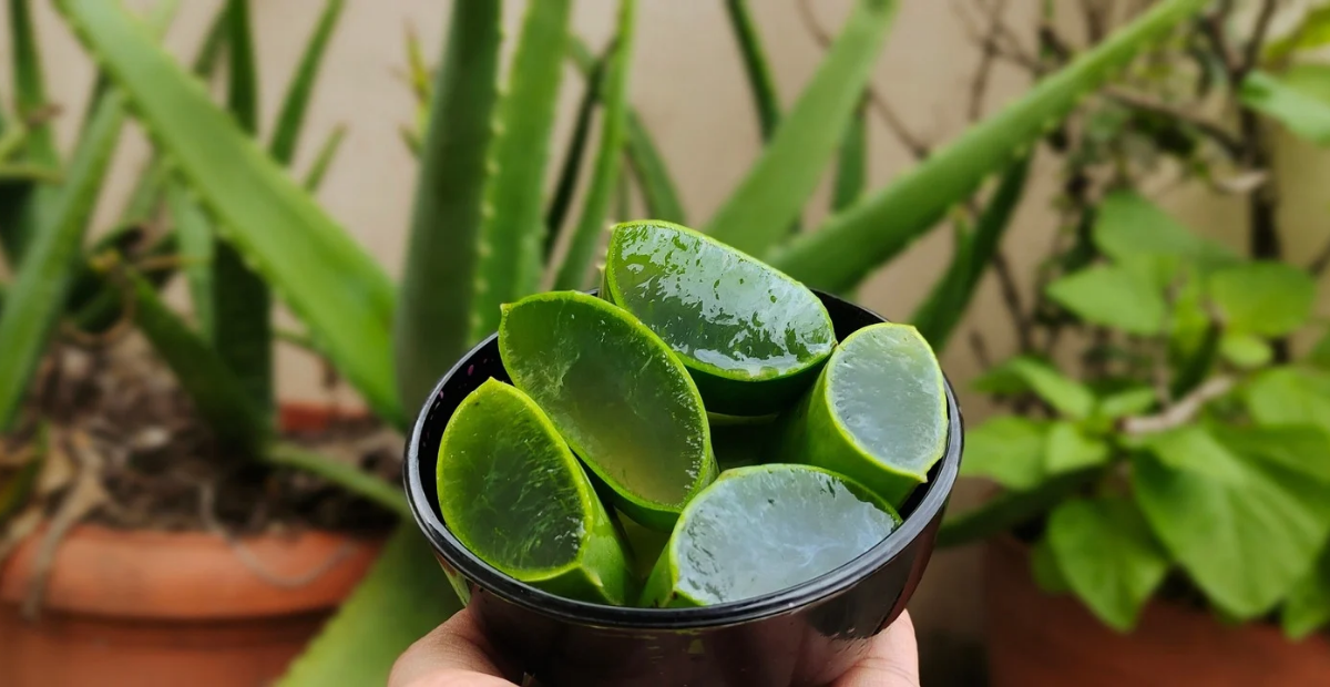 How does Aloe vera do Magic on Skin and Hair